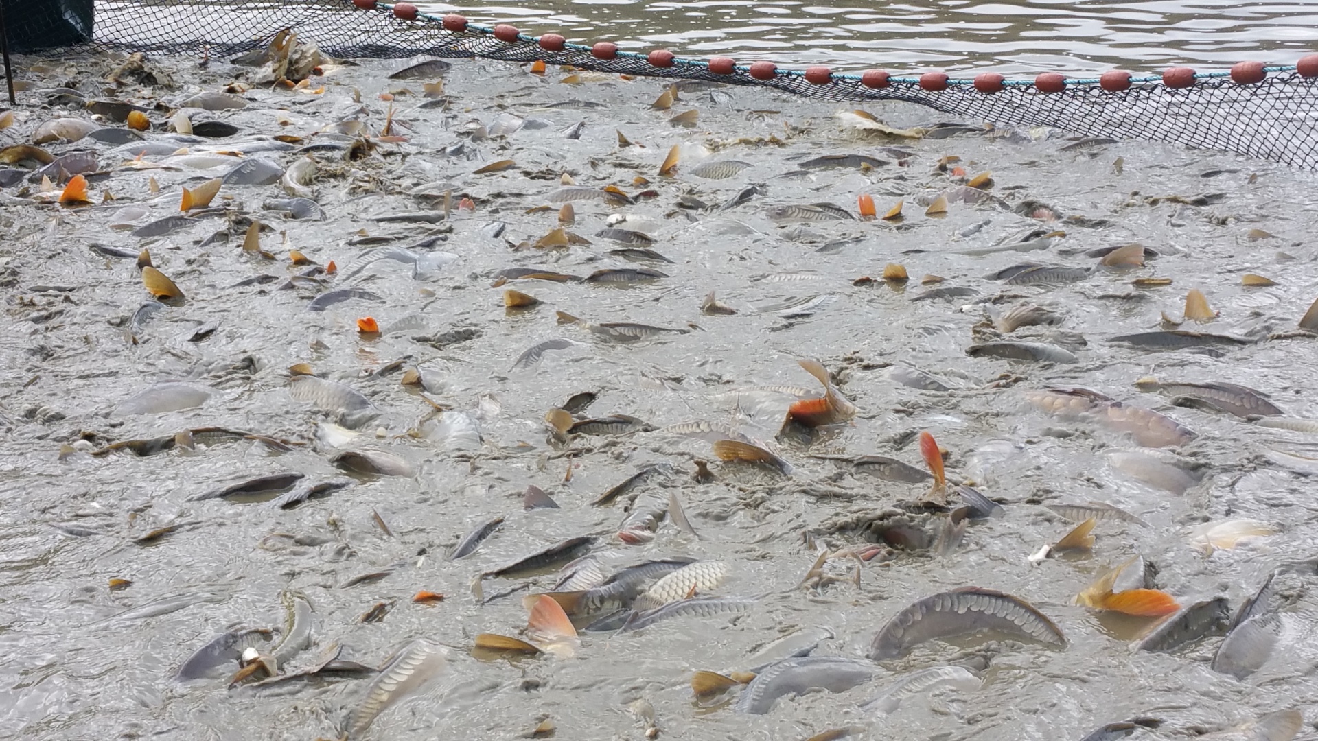 Votre pisciculture en Alsace - Pisciculture Kohler - Elevage, livraison ...